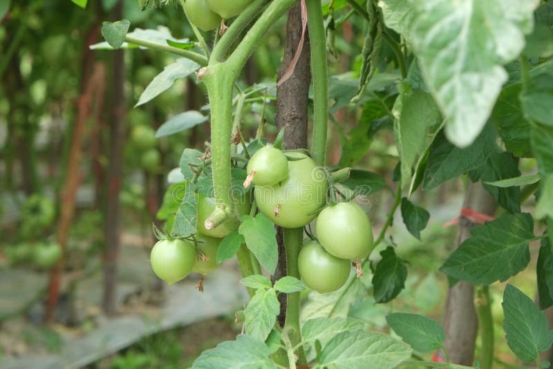 Not ripe tomatoes stock image. Image of process, natural - 41421171