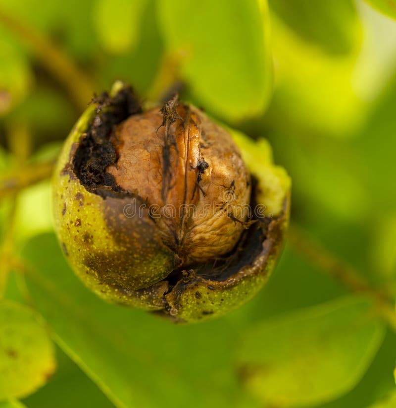 Not ripe walnut on tree stock image. Image of life, juglans - 170877669