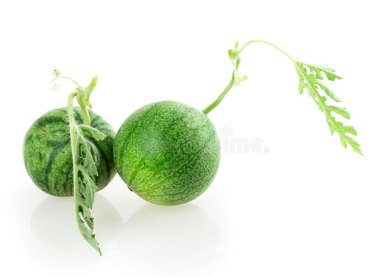 Not ripe watermelon stock photo. Image of food, melons - 33646764