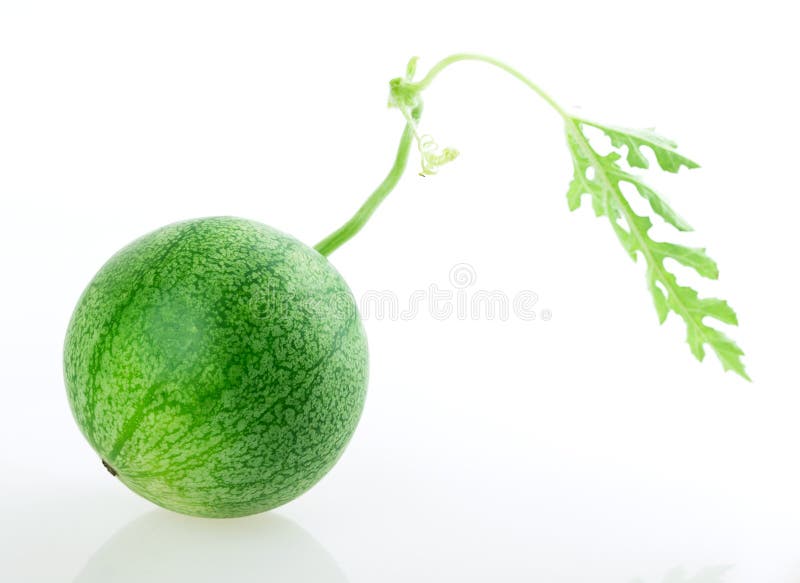 Not ripe watermelon stock photo. Image of food, melons - 33646764