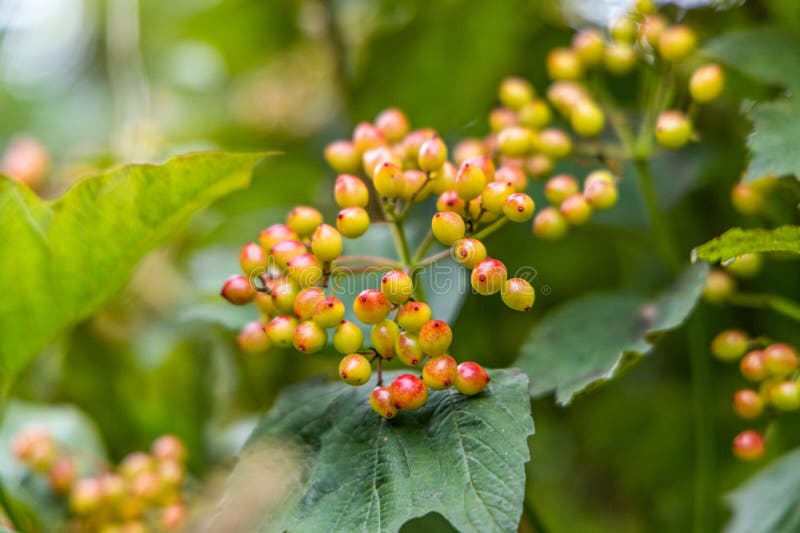 Not Ripe Yellow Viburnum Berries on the Branches Stock Image - Image of ...