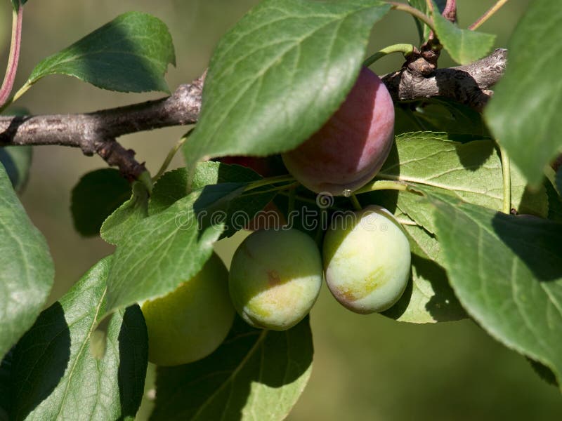 Not ripened fruits of plum stock image. Image of ripe - 97484585
