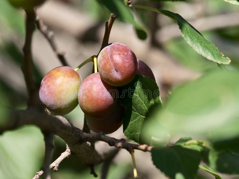 Not ripened fruits of plum stock photo. Image of crop - 97484726