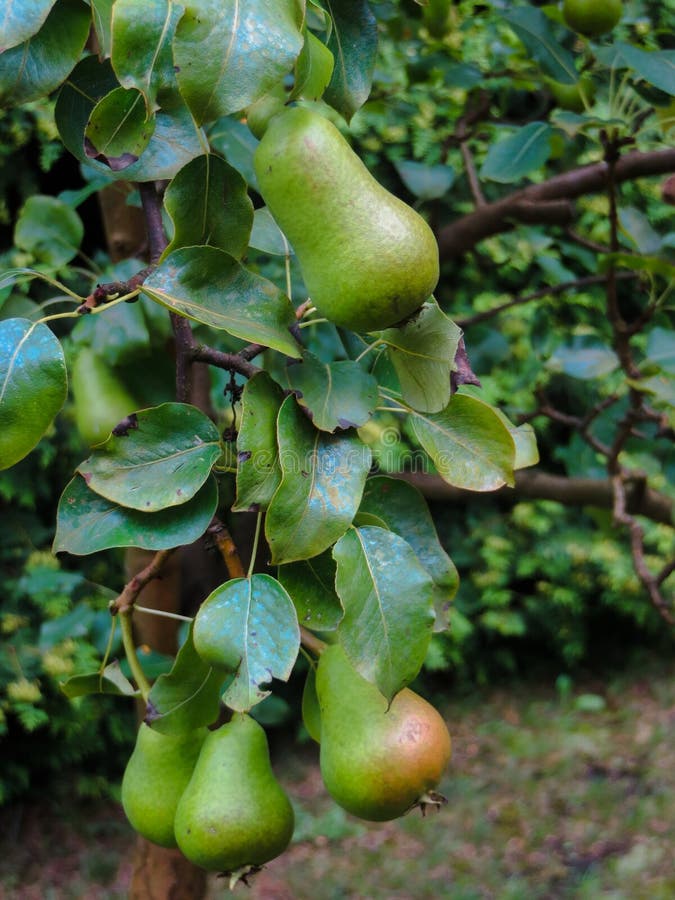 Not Ripened Green Pear Fruit on a Tree Stock Image - Image of seasonal ...