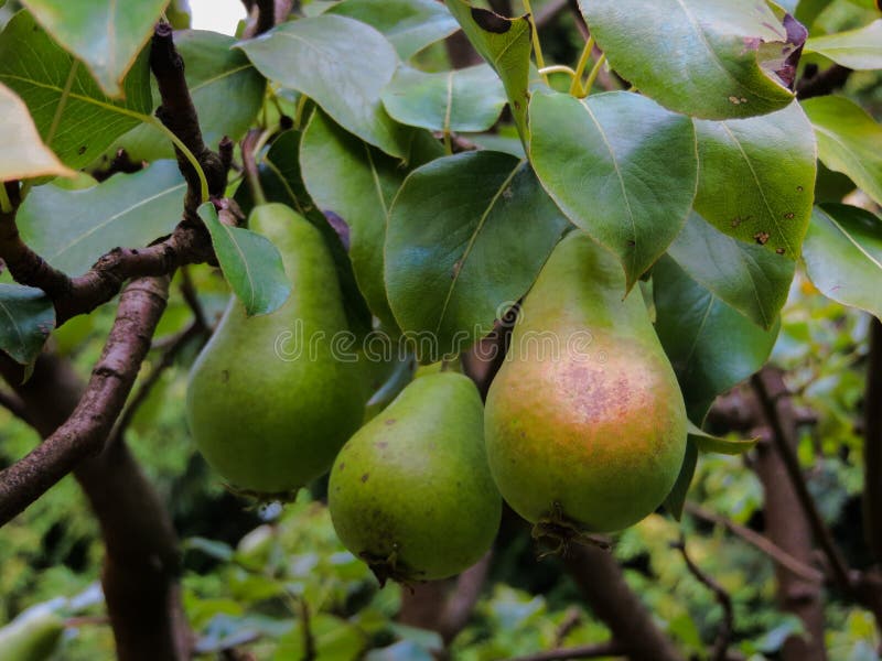 Not Ripened Green Pear Fruit on a Tree Stock Image - Image of sweet ...