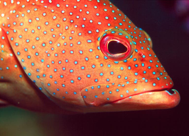 Not a Shy Guy stock photo. Image of marine, seabass, fish - 29444