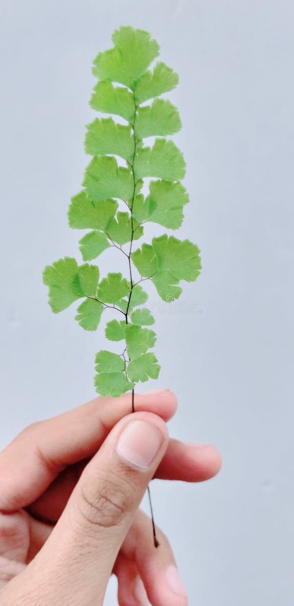 Not Solid it is Very Soft and I Will Explain that Stock Image - Image ...