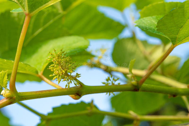 Not Stretching the Inflorescence,Flowering Vine on the Way To Grape ...