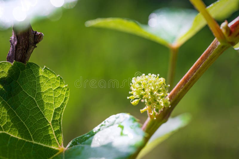 Not Stretching the Inflorescence,Flowering Vine on the Way To Grape ...