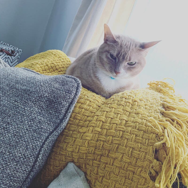 Grumpy Orange Cat Sits by the Window on a Sunny Morning Stock Photo ...