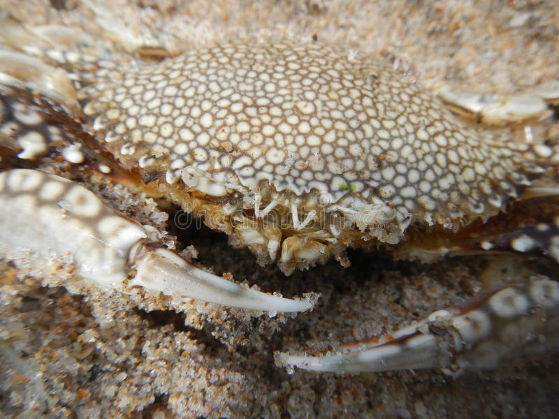 Not too close stock photo. Image of summer, pattern, animal - 30755694