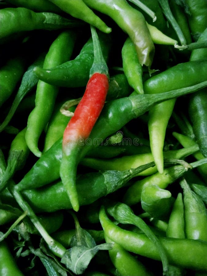 Not too spicy chili stock image. Image of spicy, chili - 289194603