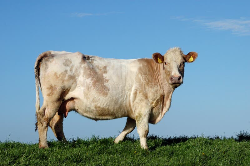 Cow mooing stock image. Image of coloured, detail, highlights - 22379519