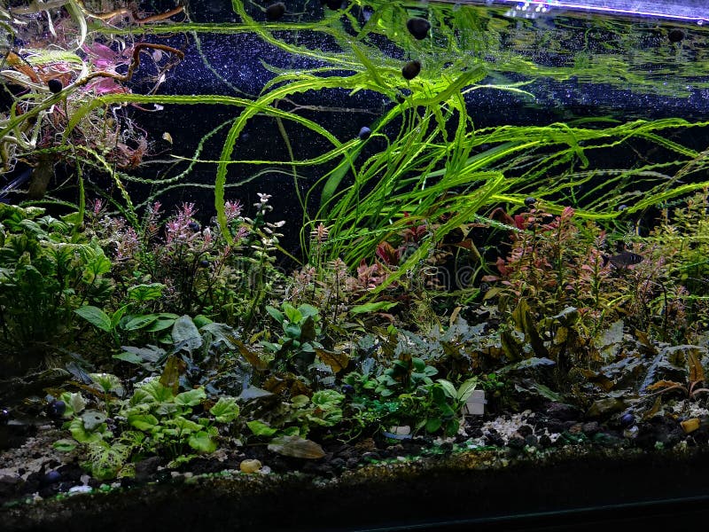 Not Waterfall or Jungle Style Design but Nature Design Stock Photo ...