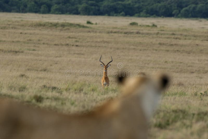 Am Not on Your Menu Today Try Next Time Stock Image - Image of menu ...