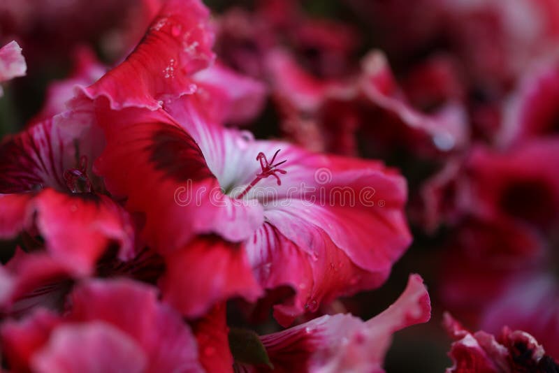 Notas Florales De Rosa Y Blanco. Imagen de archivo - Imagen de hoja ...