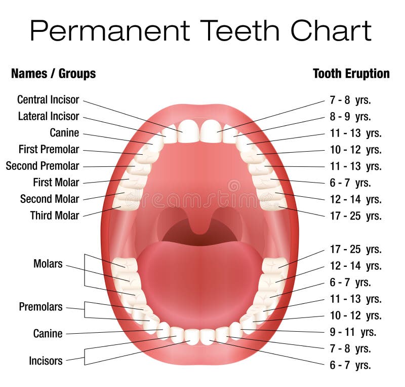 Notation Adulte Permanente De Dentition De Noms De Dents Illustration ...