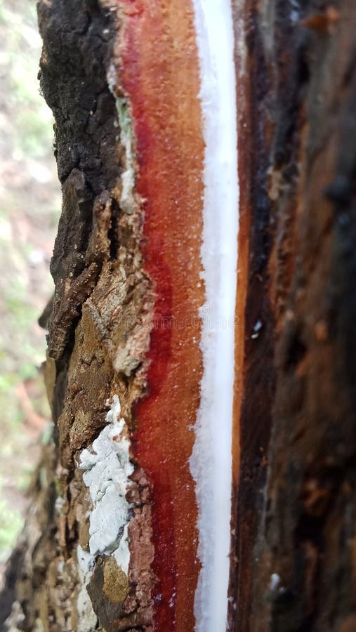 Notch Rubber Plant Stock Photos - Free & Royalty-Free Stock Photos from ...