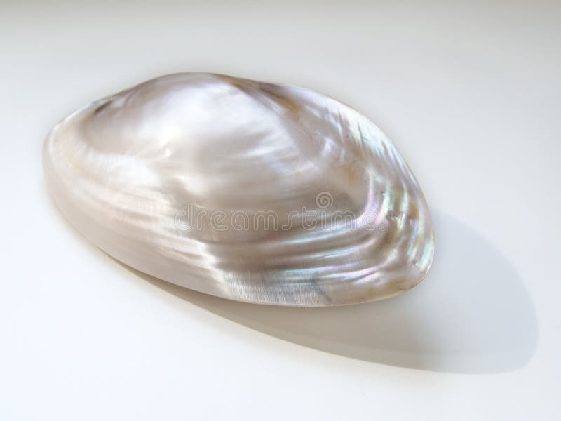 12,815 Pearl Shell Stock Photos - Free & Royalty-Free Stock Photos from ...