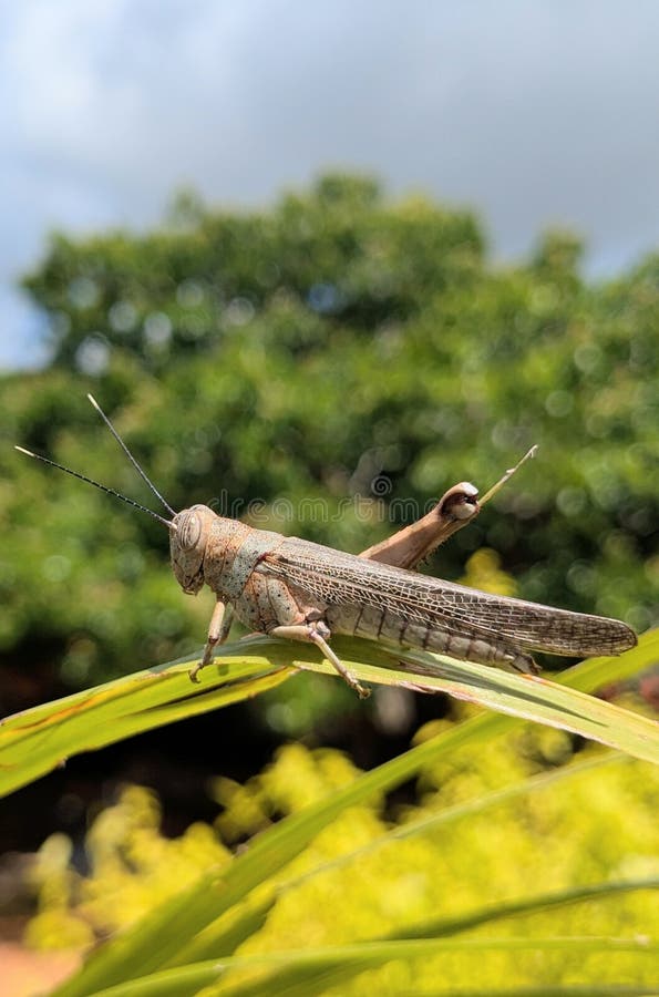 Notched Shield Grasshopper on Palm Leaf Stock Image - Image of bigs ...