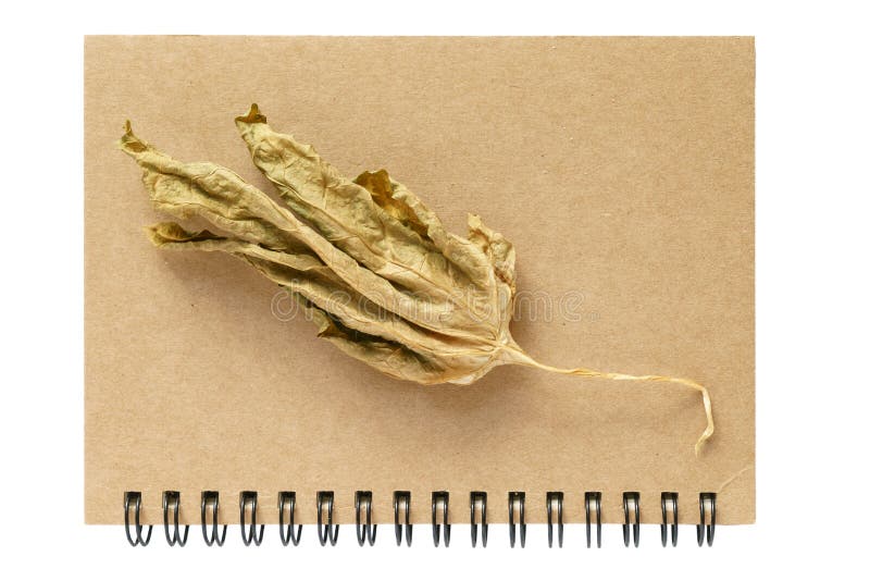 Note Book, Dry Leaf and a Pen Stock Photo - Image of close, office ...