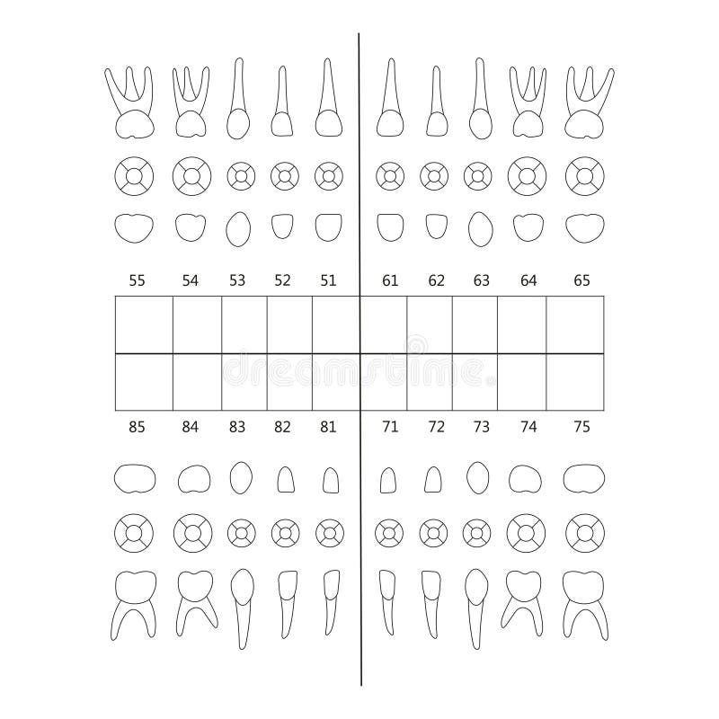 Dents de diagramme de dent illustration de vecteur. Illustration du ...