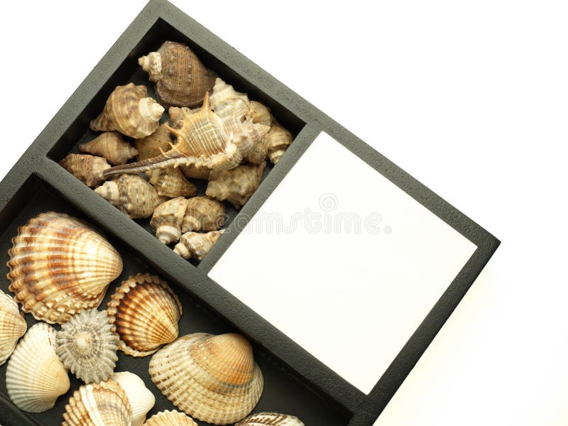 Note Decorated with Scallop and Sea Shells Stock Photo - Image of ...