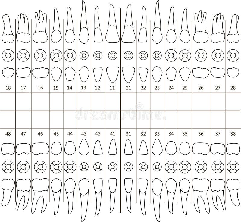 Dents dentaires de formule illustration de vecteur. Illustration du ...