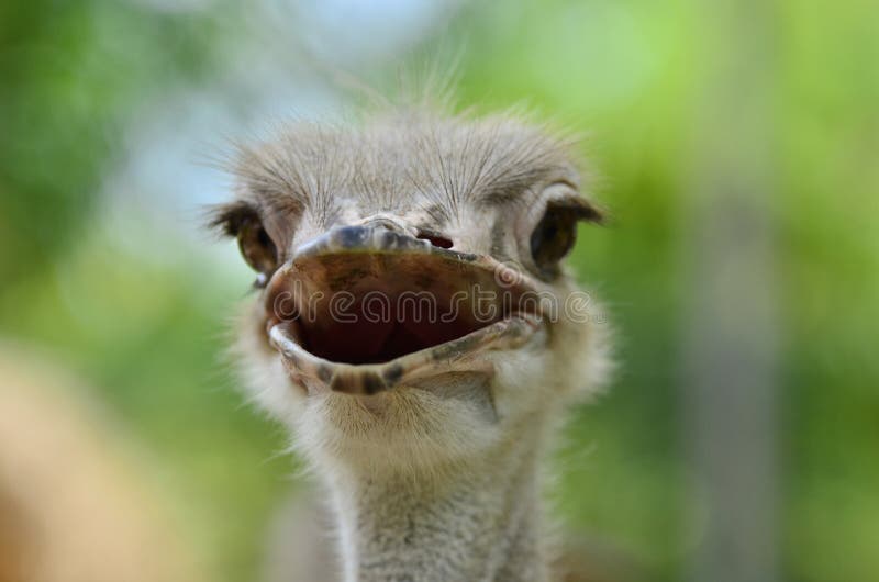 Modified Feathers Stock Photos - Free & Royalty-Free Stock Photos from ...