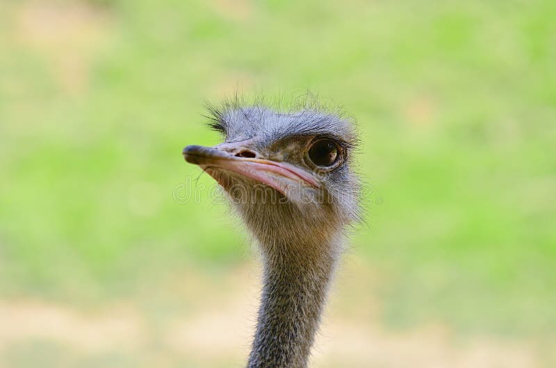 Modified Feathers Stock Photos - Free & Royalty-Free Stock Photos from ...