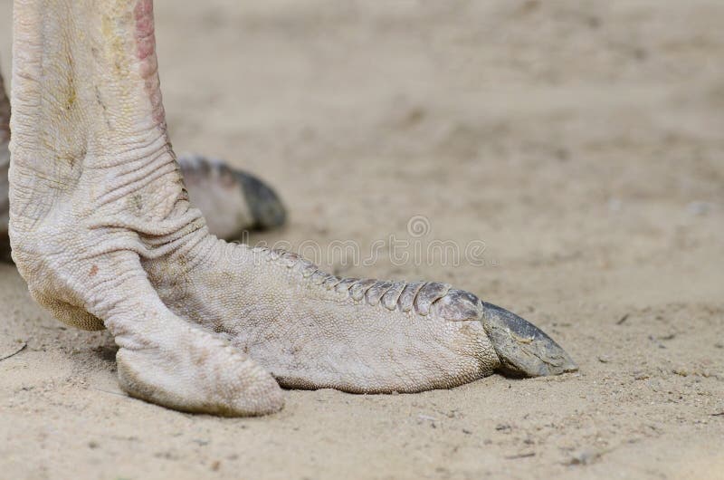 Modified Feathers Stock Photos - Free & Royalty-Free Stock Photos from ...