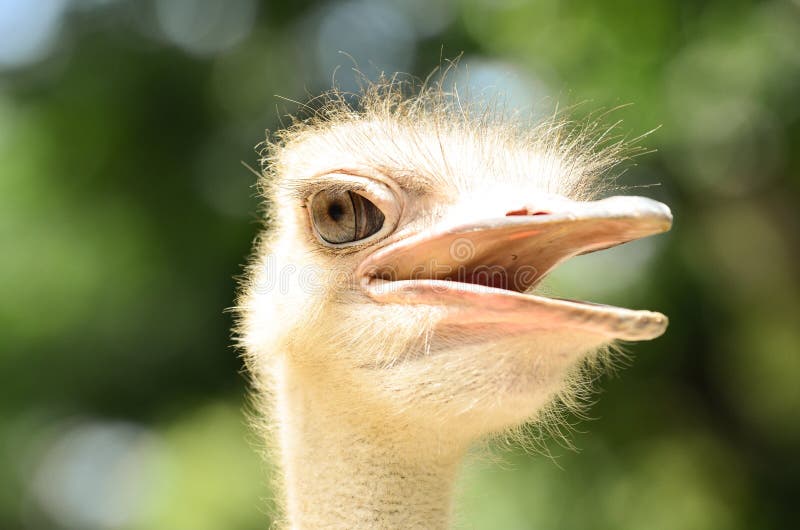 Modified Feathers Stock Photos - Free & Royalty-Free Stock Photos from ...