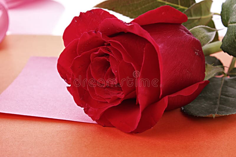 Black Flamenco Fan and Red Rose Stock Photo - Image of classic, serious ...