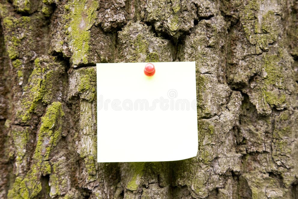 Note on the Tree stock photo. Image of natural, idea, cork - 5138228