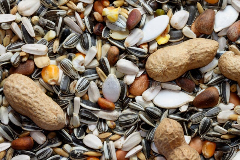 Noten en zaden stock afbeelding. Image of macro, gezond - 6742253