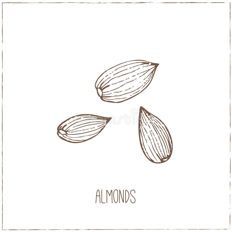 Noten Schetsen Hand-tekening Stock Illustratie - Illustration of noot ...