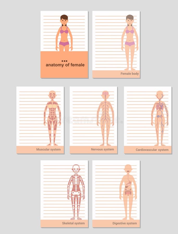 Notepad for A6 Format Records. Anatomy of the Female Body Stock Vector ...