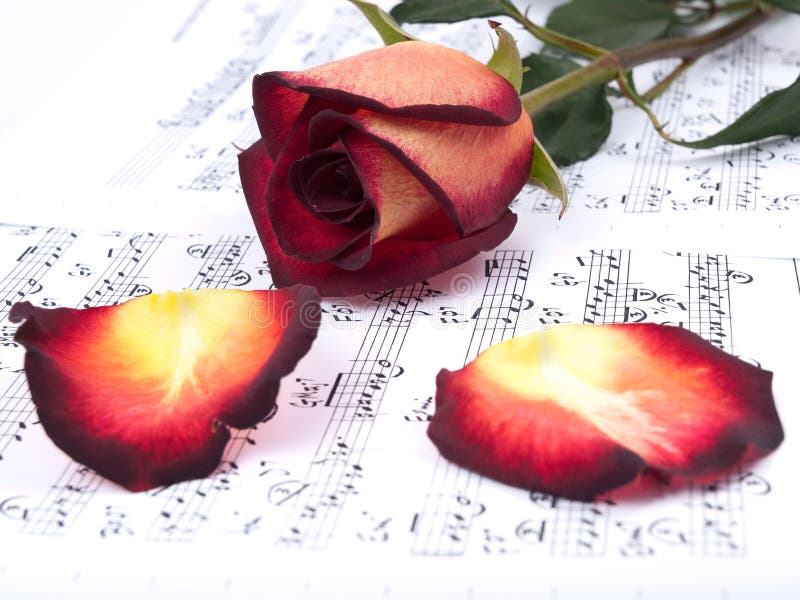 Notes and red rose stock photo. Image of rose, note, plant - 11014426