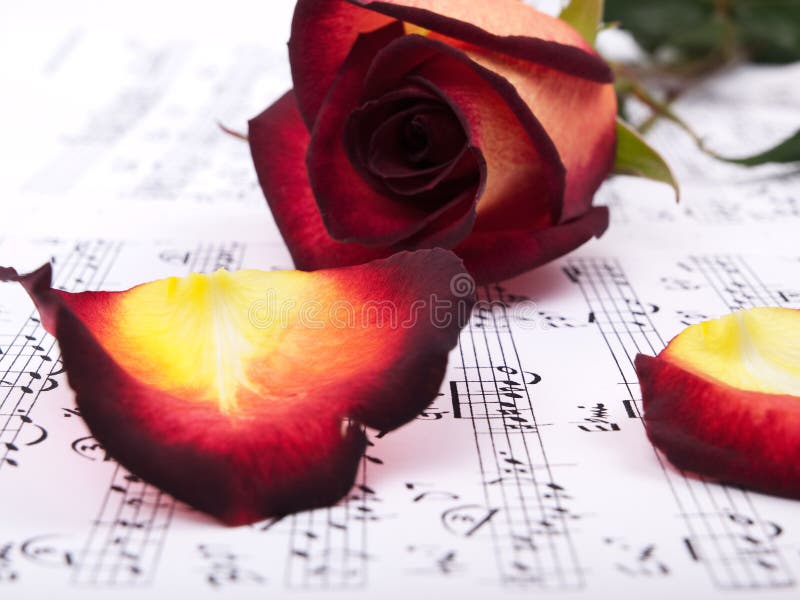 Notes and red rose stock photo. Image of equipment, page - 11932020