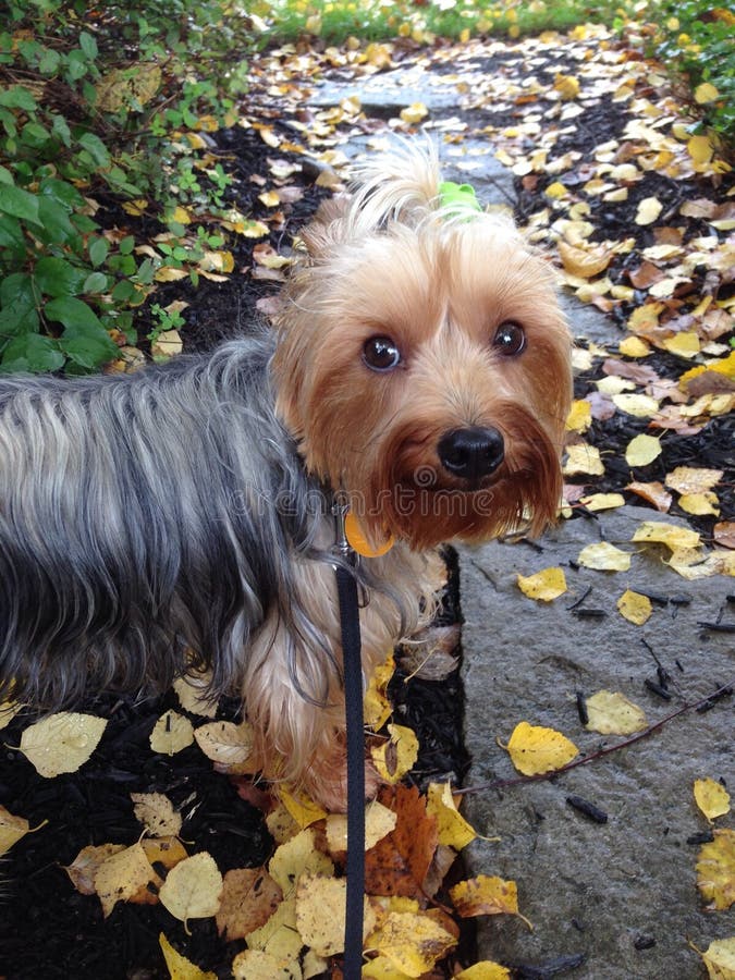 Fallen leaves and a pup stock image. Image of fallen - 102523317