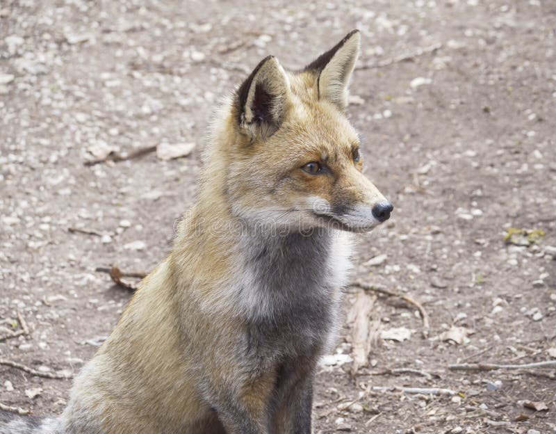 The Fox: the Silent Observer of the Forest Stock Photo - Image of ...