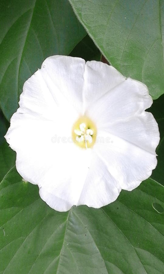 Nothing is ordinary stock image. Image of flower, ordinary - 68411153