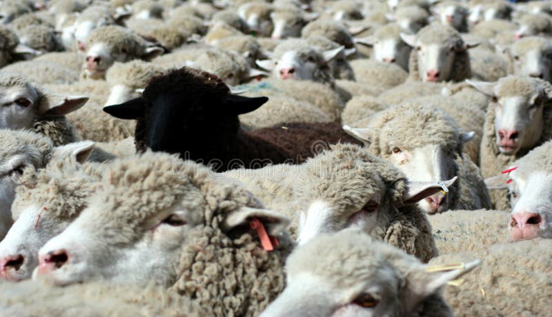 The black sheep stock photo. Image of wool, farming, misfit - 10864