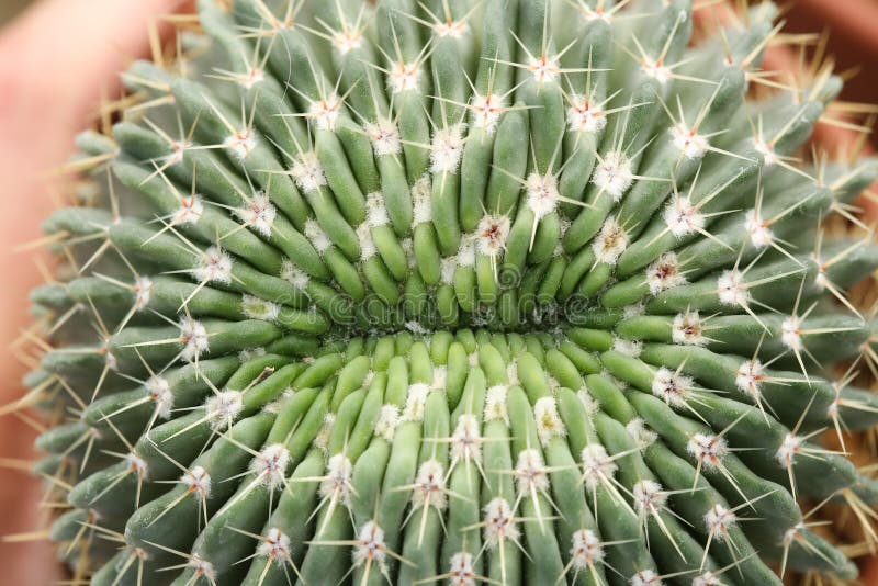 Notocactus cacti stock photo. Image of closeup, plant - 69098406
