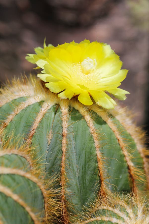 Notocactus Magnifica Cactus with Yellow Flowers Stock Photo - Image of ...