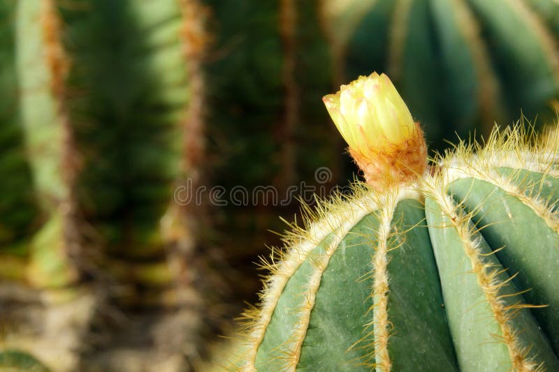 Notocactus magnificus stock image. Image of plant, succulent - 349246083