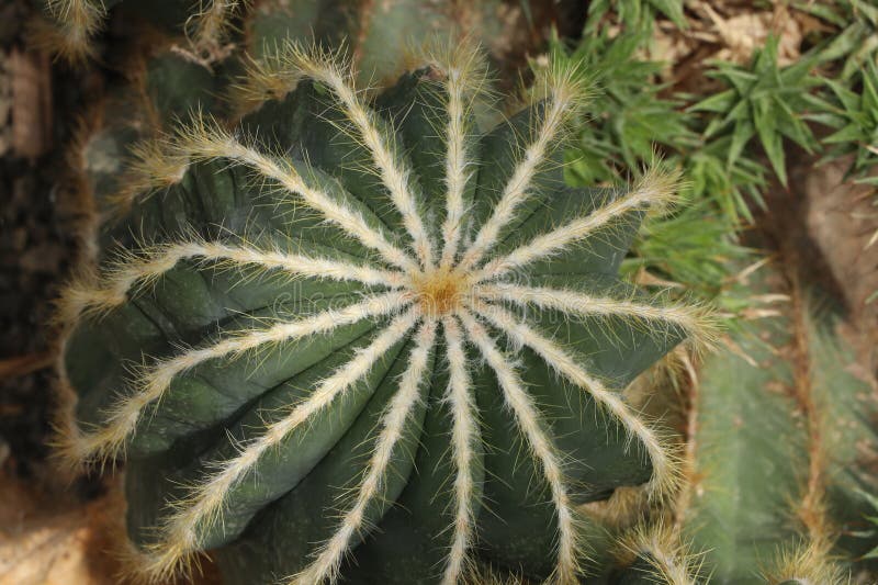 Notocactus magnificus stock image. Image of botanical - 279589659