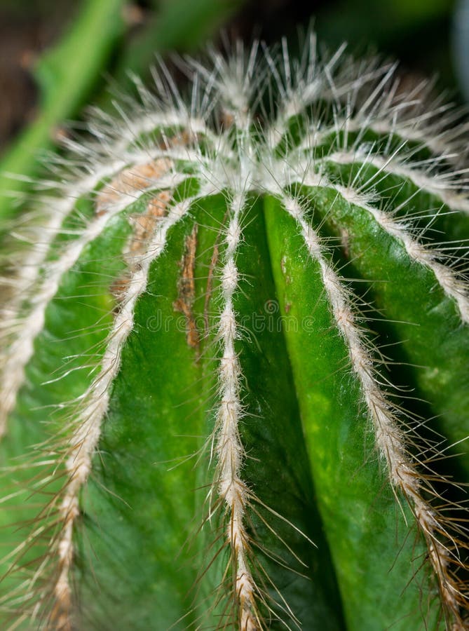 Notocatus with Fungal or Bacteria Disease. Stock Photo - Image of arid ...