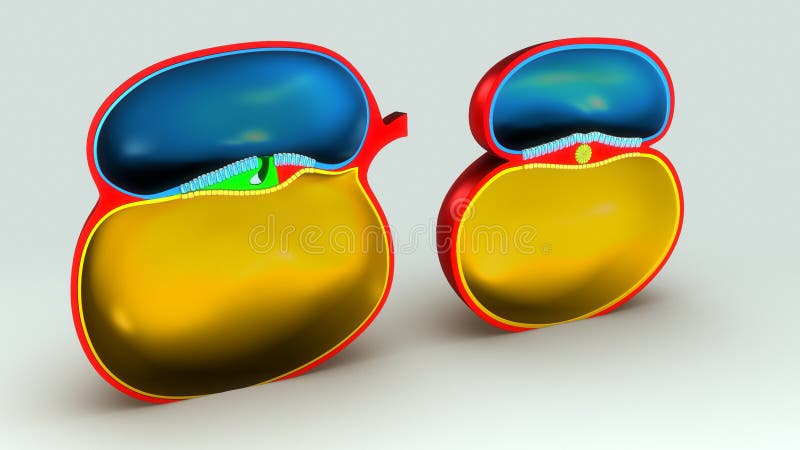 Notochord formation stock illustration. Illustration of notochordal ...