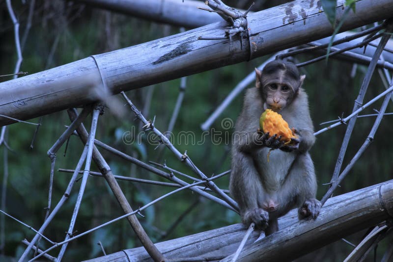 Notorious Indian Monkeys stock image. Image of monkey - 87280955